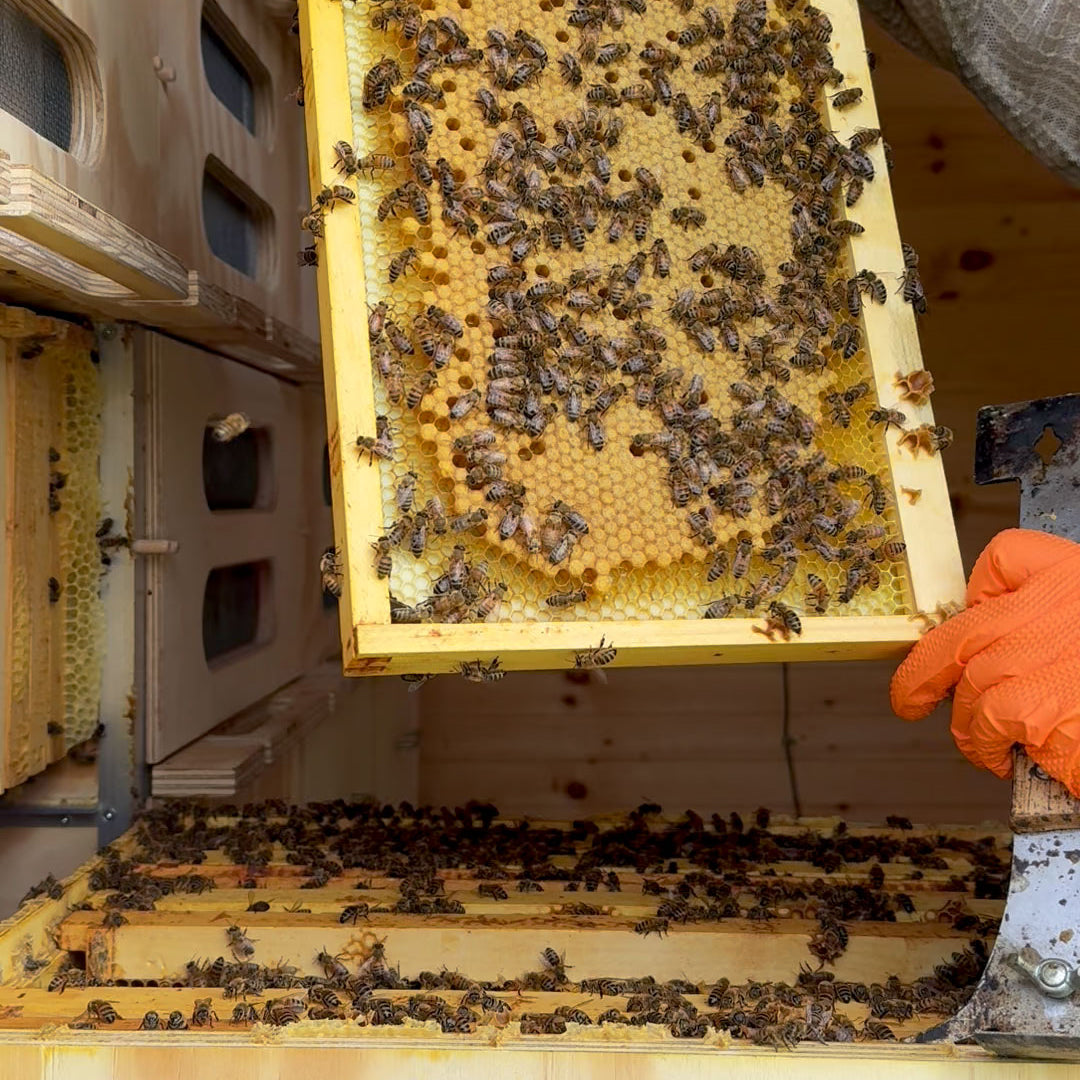 Atria Beekeeping System | Innovative Solutions for Sustainable ...