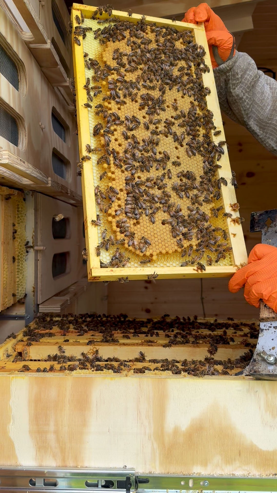 Atria Beekeeping System Models | Apiverte