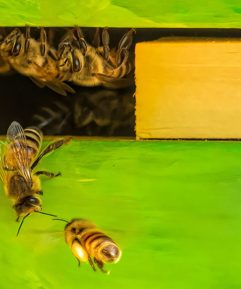 Atria Beekeeping by Apiverte