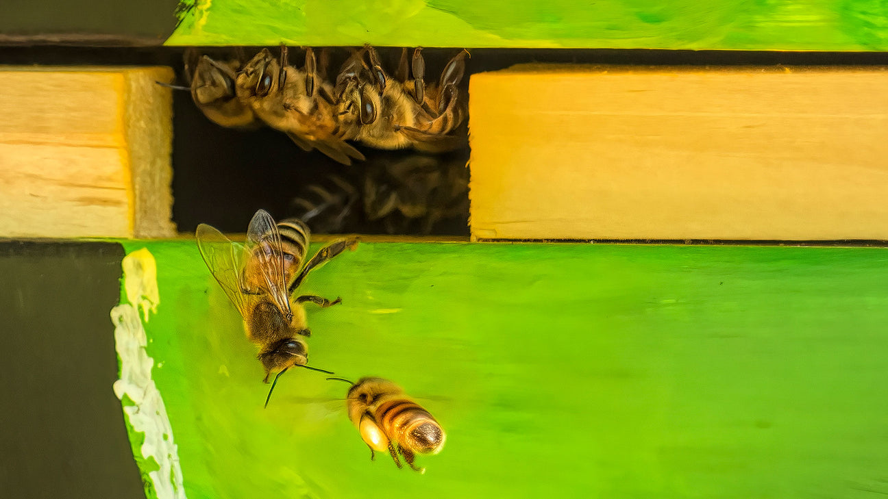 Atria Beekeeping by Apiverte