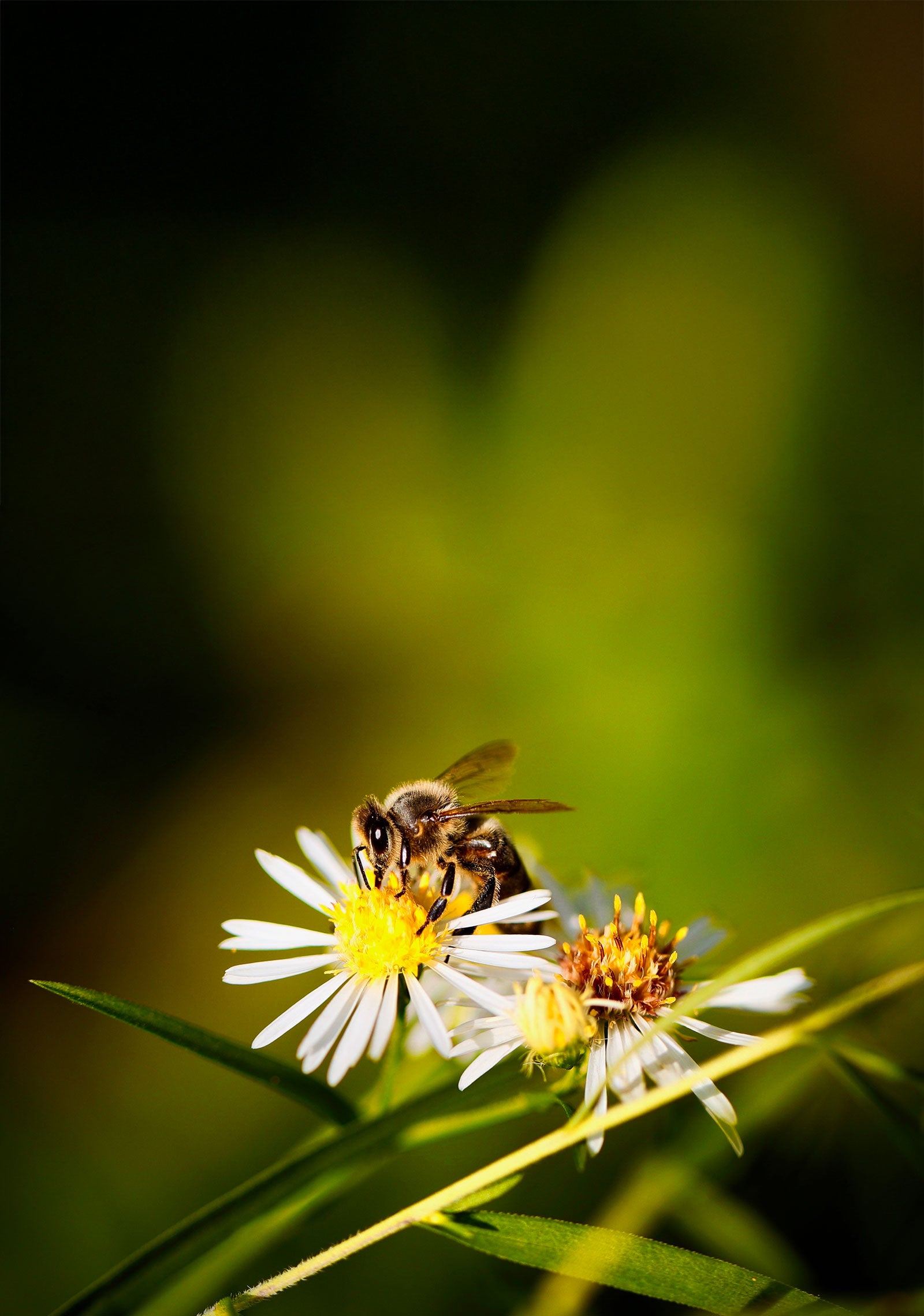 Atria Beekeeping by Apiverte